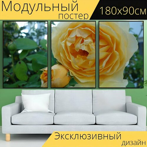 Модульный постер "Розы, цветение розы, цвести" 180 x 90 см. для интерьера