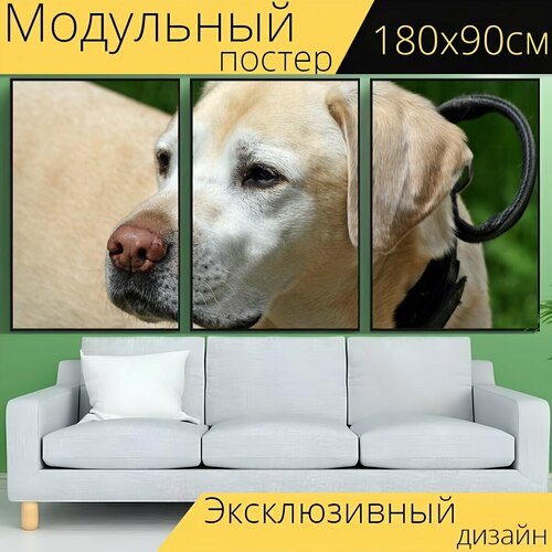 Модульный постер "Собака, животное, лабрадор" 180 x 90 см. для интерьера