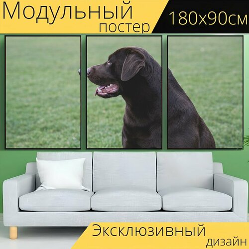 Модульный постер "Собака, лабрадор, домашнее животное" 180 x 90 см. для интерьера