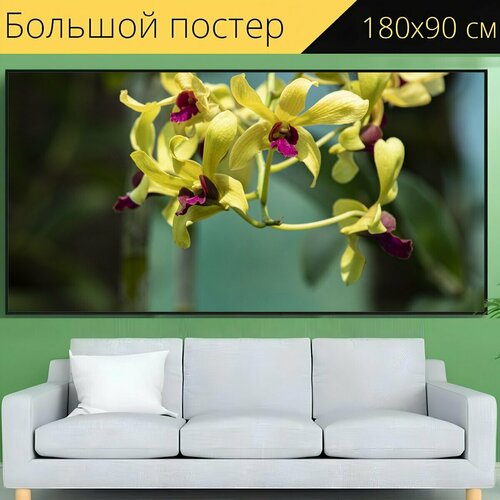 Большой постер "Орхидеи, цветы, завод" 180 x 90 см. для интерьера