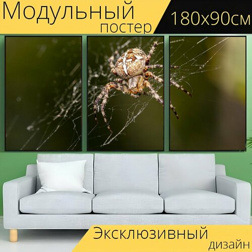 Модульный постер "Европейский садовый паук, паутина, паукообразный" 180 x 90 см. для интерьера