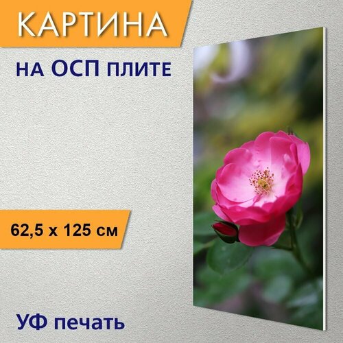Вертикальная картина на ОСП "Роза, лепесток, цветок" 62x125 см. для интерьериа