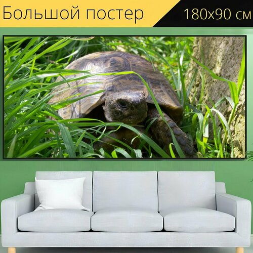 Большой постер "Черепаха, природа, черепахи" 180 x 90 см. для интерьера