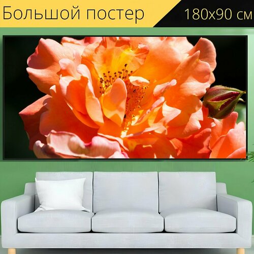 Большой постер "Роза, апельсин, розовый" 180 x 90 см. для интерьера