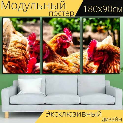 Модульный постер "Курица, яйцо, фермерский двор" 180 x 90 см. для интерьера