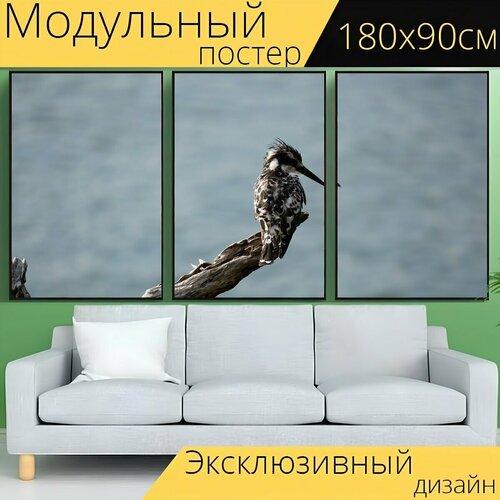 Модульный постер "Пестрый зимородок, природа, птица" 180 x 90 см. для интерьера