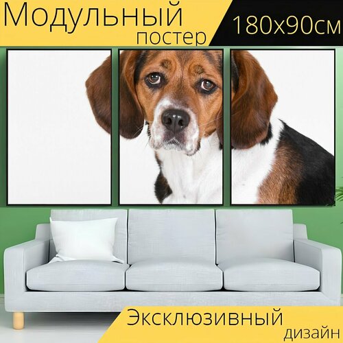 Модульный постер "Собака, гончая, портрет" 180 x 90 см. для интерьера