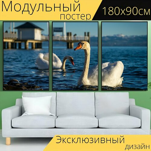 Модульный постер "Животные, птица, лебедь" 180 x 90 см. для интерьера