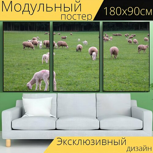 Модульный постер "Овец, стадо овец, ягнята" 180 x 90 см. для интерьера