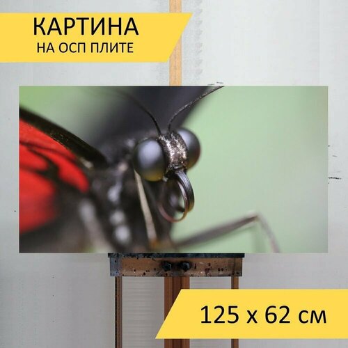 Картина на ОСП 125х62 см. "Бабочка, насекомое, сложные глаза" горизонтальная, для интерьера, с креплениями
