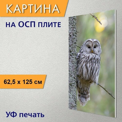 Вертикальная картина на ОСП "Уральская сова, птица, сова" 62x125 см. для интерьериа