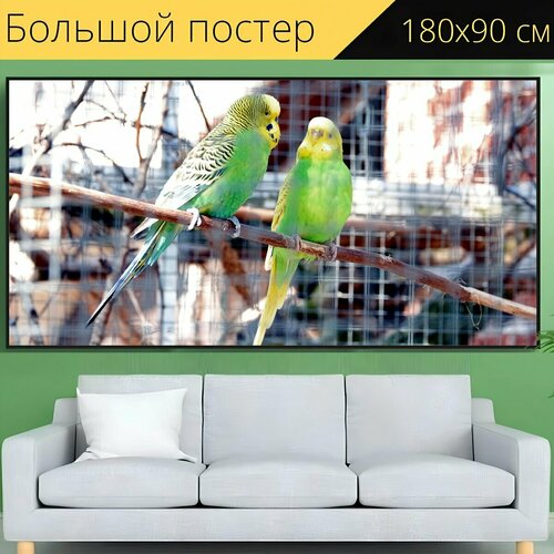 Большой постер "Волнистые попугаи, птицы, зоопарк" 180 x 90 см. для интерьера