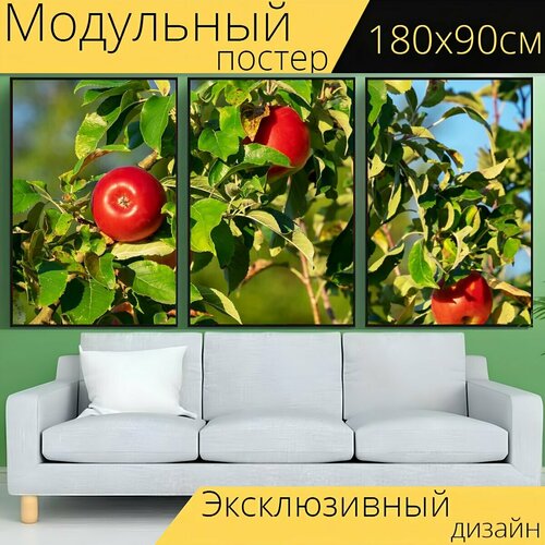 Модульный постер "Яблоко, яблоня, яблоневая плантация" 180 x 90 см. для интерьера
