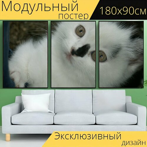Модульный постер "Кошка, животное, милый" 180 x 90 см. для интерьера
