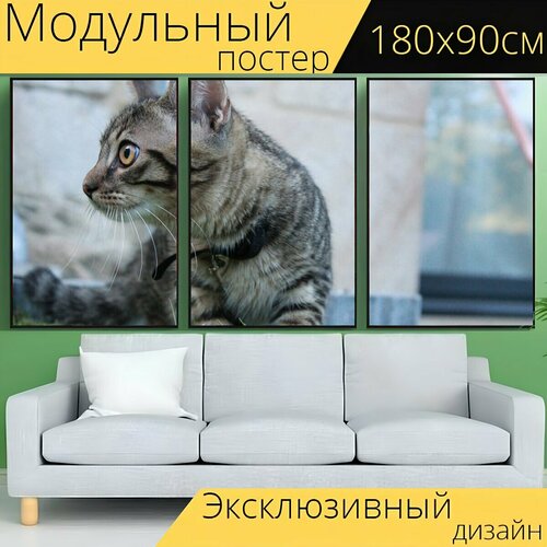 Модульный постер "Кошка, котенок, коричневый" 180 x 90 см. для интерьера