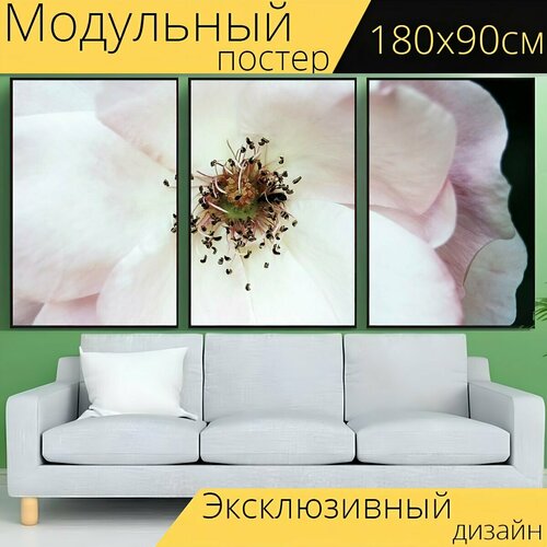 Модульный постер "Роза, цветок, салон красоты" 180 x 90 см. для интерьера