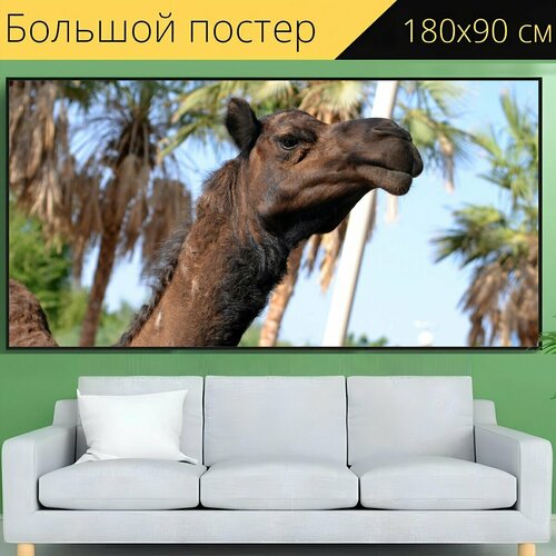 Большой постер "Верблюд, животное, голова" 180 x 90 см. для интерьера