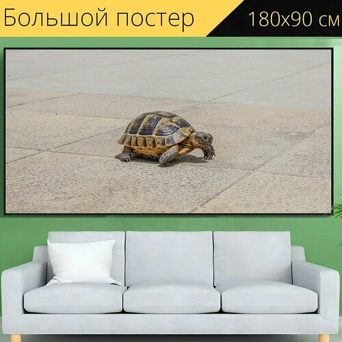 Большой постер "Черепаха, животное, домашние" 180 x 90 см. для интерьера