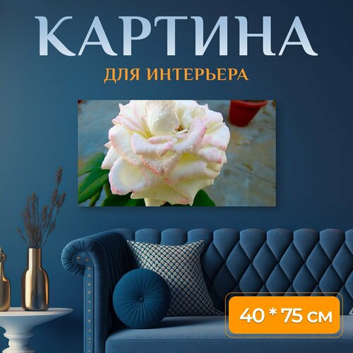 Картина на холсте "Роза, белый, белая роза" на подрамнике 75х40 см. для интерьера