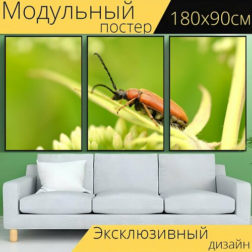 Модульный постер "Жук, насекомое, макрос" 180 x 90 см. для интерьера