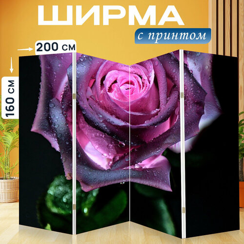 Ширма перегородка с принтом "Роза, цветок, роса" на холсте - 200x160 см. для зонирования, раскладная