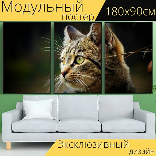 Модульный постер "Полосатый, котенок, домашнее животное" 180 x 90 см. для интерьера
