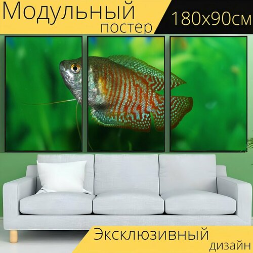 Модульный постер "Рыбы, гурами, бак" 180 x 90 см. для интерьера