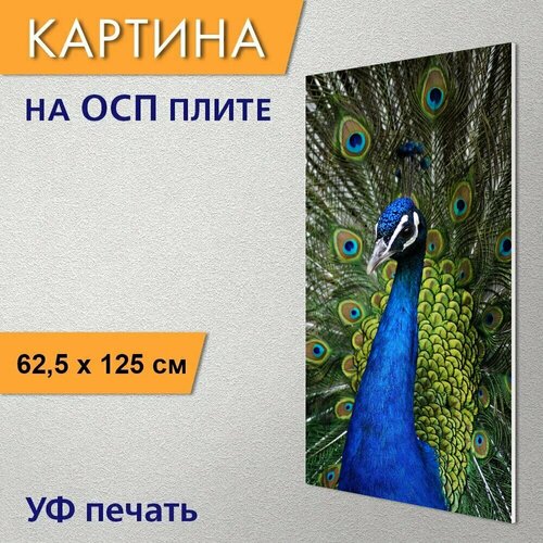 Вертикальная картина на ОСП "Павлиньими перьями, павлин, птица" 62x125 см. для интерьериа
