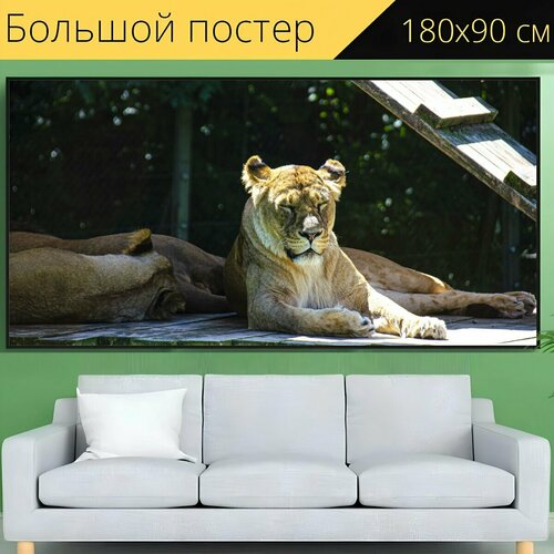 Большой постер "Тигр, тигры, животные" 180 x 90 см. для интерьера