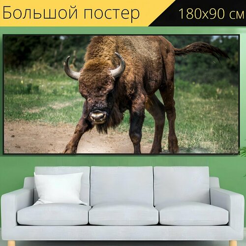 Большой постер "Европейский бизон, зубр, животное" 180 x 90 см. для интерьера