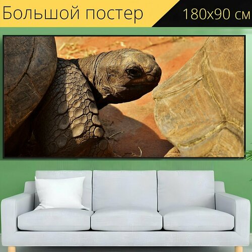 Большой постер "Гигантские черепахи, животные, бак" 180 x 90 см. для интерьера