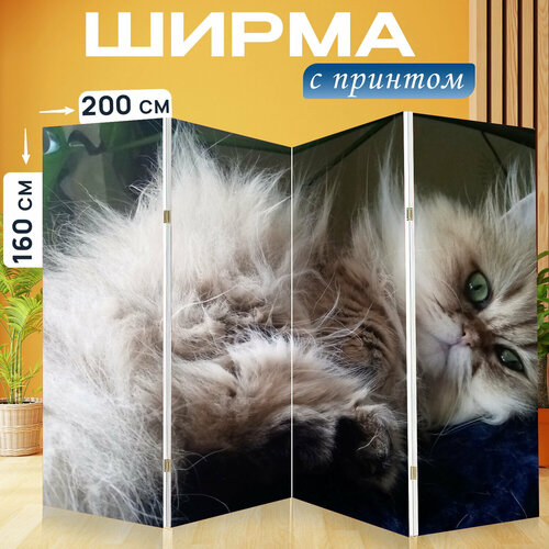 Ширма перегородка с принтом "Кошка, персидский, пушистый" на холсте - 200x160 см. для зонирования, раскладная