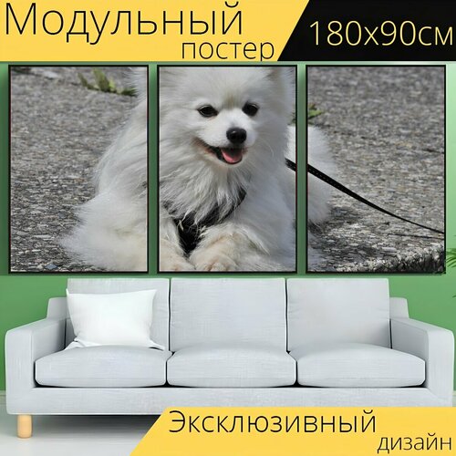 Модульный постер "Шпиц, белая собака, голова" 180 x 90 см. для интерьера
