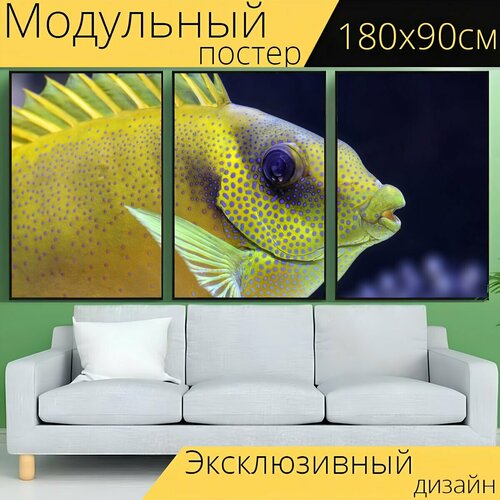 Модульный постер "Рыба, плавник, аквариум" 180 x 90 см. для интерьера