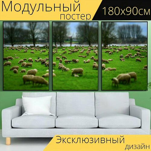 Модульный постер "Овец, стадо, стадо овец" 180 x 90 см. для интерьера