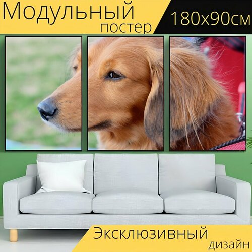 Модульный постер "Собака, лицо, нос" 180 x 90 см. для интерьера