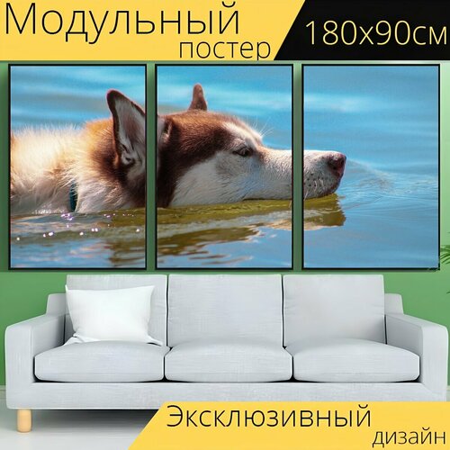 Модульный постер "Хаски, шоколадный хаски, собака" 180 x 90 см. для интерьера