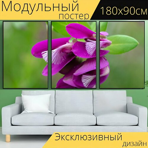Модульный постер "Цветок, цвести, завод" 180 x 90 см. для интерьера