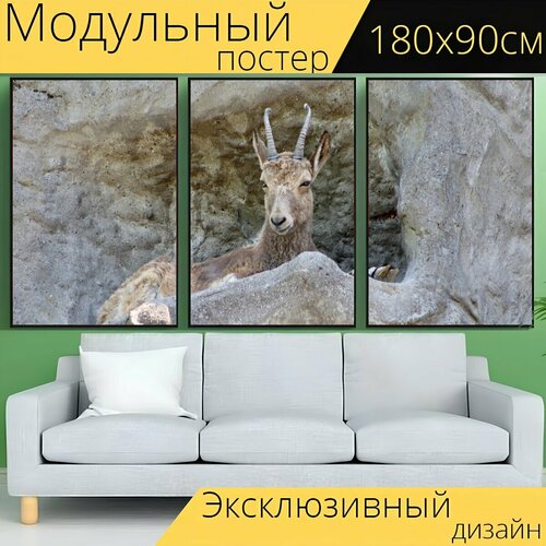 Модульный постер "Каменный козел, козерог, альпийский козерог" 180 x 90 см. для интерьера