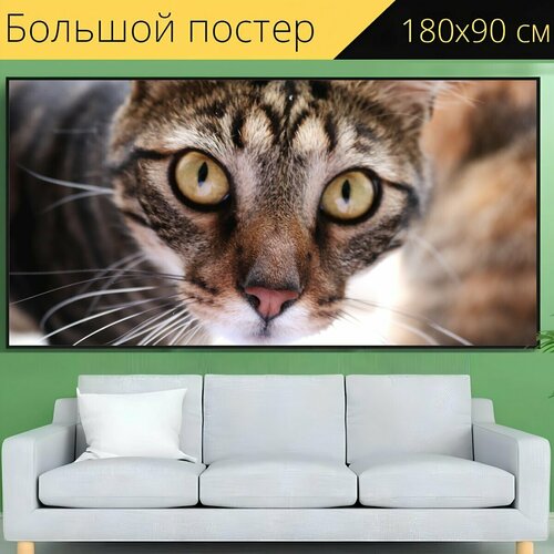 Большой постер "Кот, лицо, животное" 180 x 90 см. для интерьера