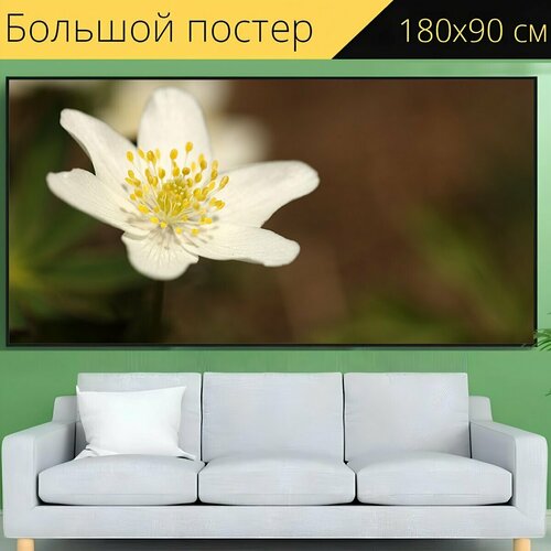 Большой постер "Анемон, цветок, весна" 180 x 90 см. для интерьера