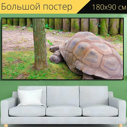 Большой постер "Черепаха, гигант, зоопарк" 180 x 90 см. для интерьера