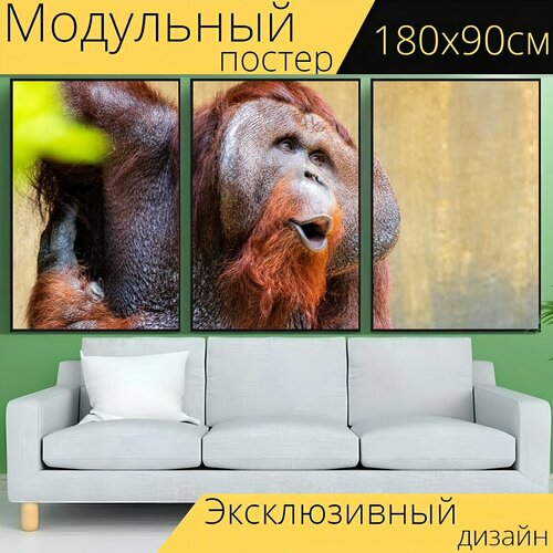 Модульный постер "Обезьяна, примат, оранг ютен" 180 x 90 см. для интерьера
