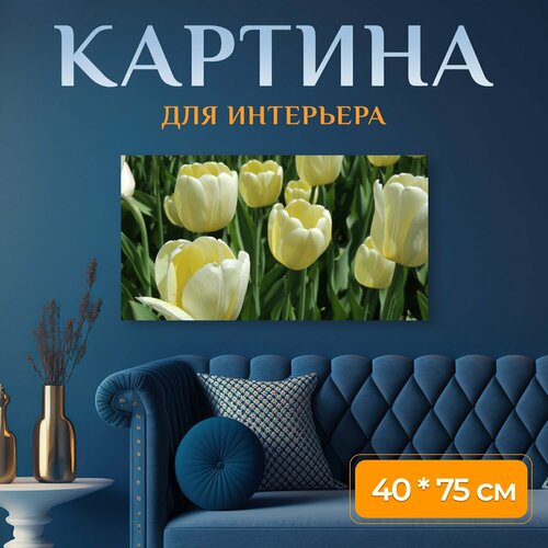 Картина на холсте "Тюльпан, тюльпаны цветы, белый" на подрамнике 75х40 см. для интерьера