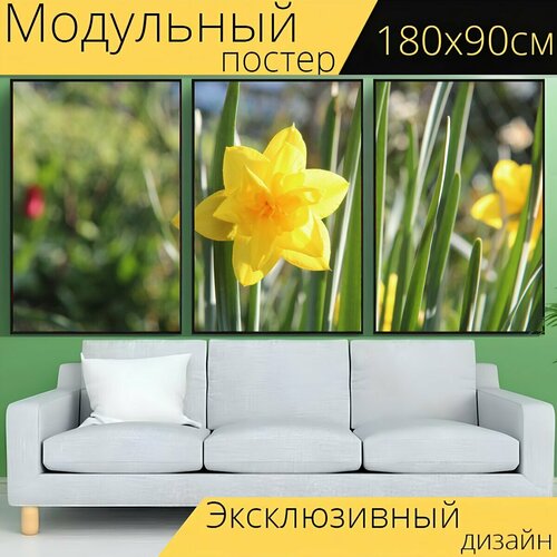 Модульный постер "Нарциссы, весны цветение, сад" 180 x 90 см. для интерьера