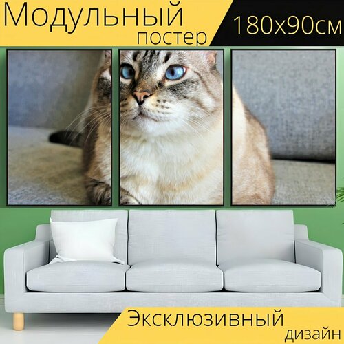 Модульный постер "Кошка, животное, домашний питомец" 180 x 90 см. для интерьера