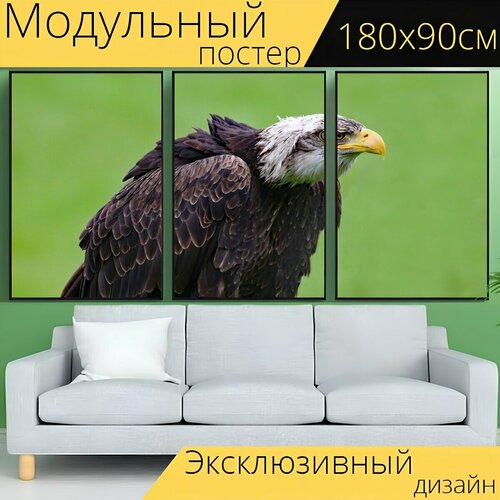 Модульный постер "Белоголовый орлан, орел, птица" 180 x 90 см. для интерьера