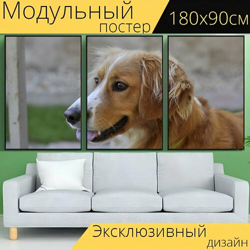 Модульный постер "Собака, животное, милый" 180 x 90 см. для интерьера