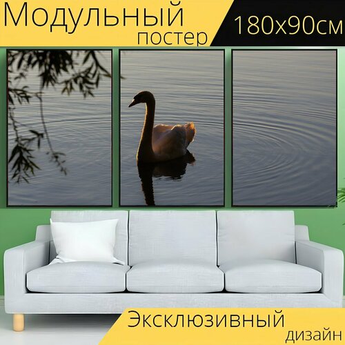 Модульный постер "Лебедь, утренний свет, озеро" 180 x 90 см. для интерьера