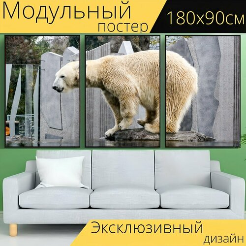 Модульный постер "Полярный медведь, зоопарк шенбрунн, нести" 180 x 90 см. для интерьера